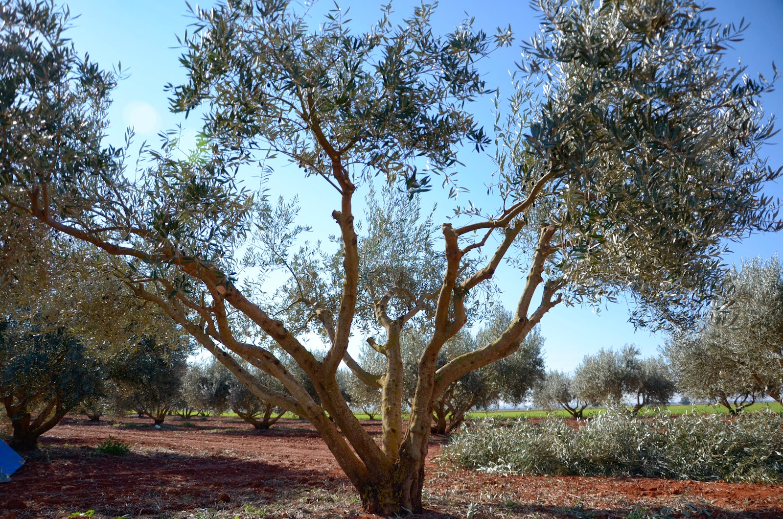 Pruning olive trees: “Without too much wood, the olives will be better ...