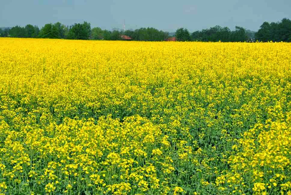 Yellow May. | MUSZKA