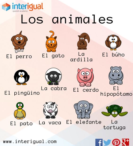 VOCABULARIO - Los animales / las mascotas