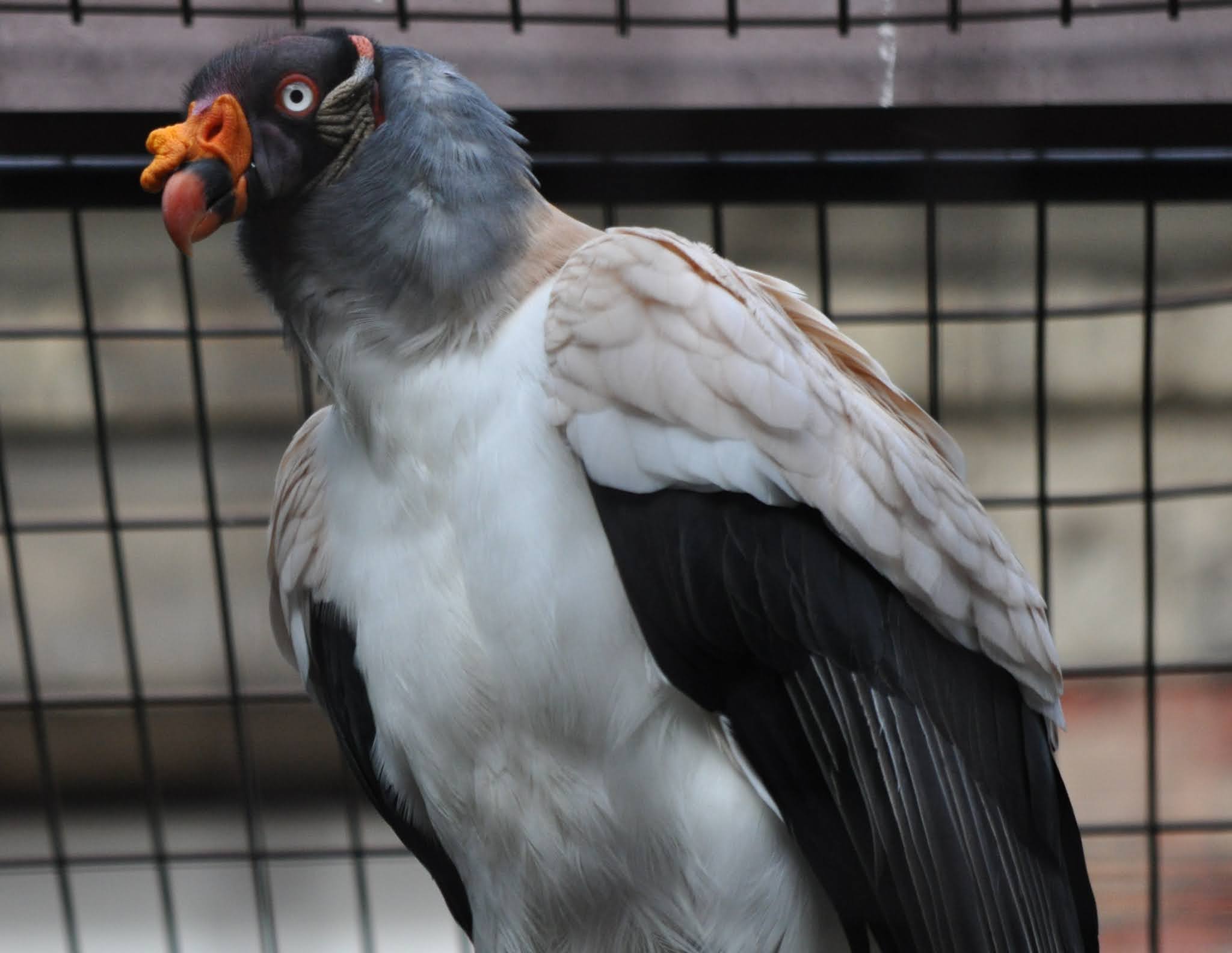 ZOOTOGRAFIANDO (6.100 ANIMALS): ZOPILOTE REY / KING VULTURE ...