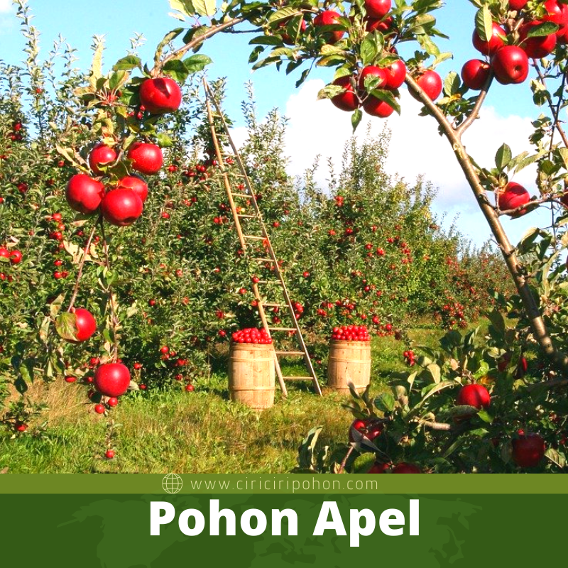 Mengenal Pohon Apel Agar Sukses Menanamnya - Ciriciripohon.com