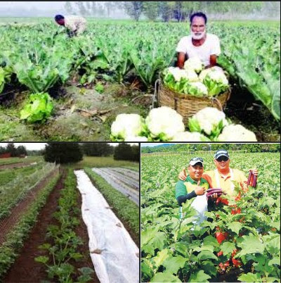 VEGETABLES FARMER (JAPAN)