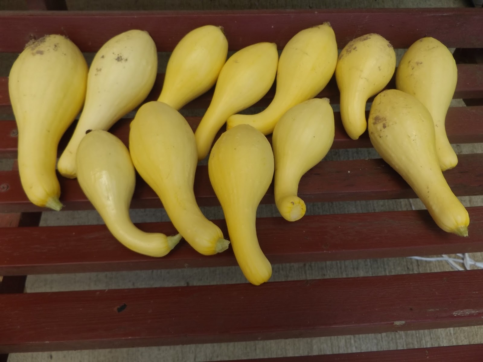 Late June 2015 garden update (harvesting squash) | Gardening Forums