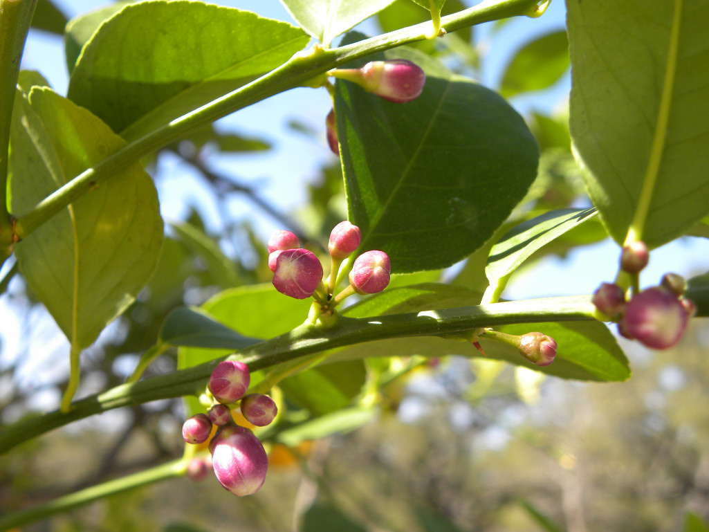 Diane's Texas Garden: Lemon Tree is Blooming Again