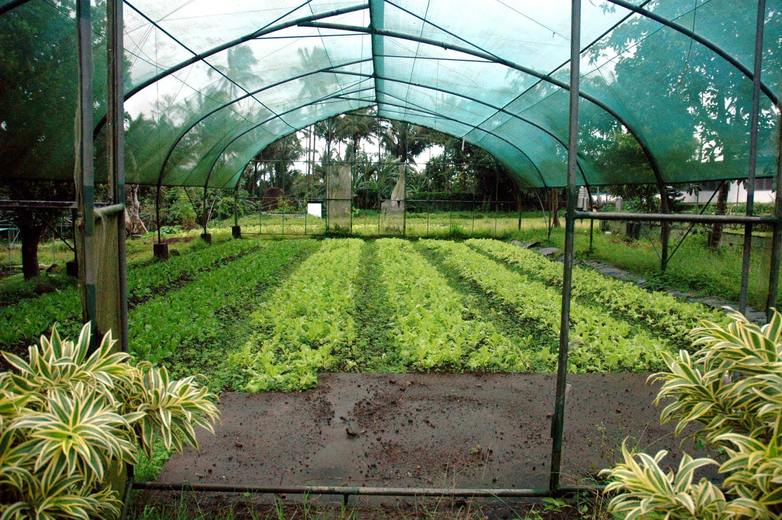 DUDE FOR FOOD: Freshest. Finest. First. A Day at Gourmet Farms...
