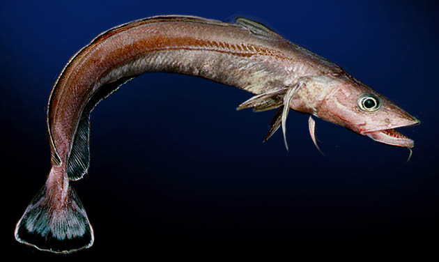 Artes de Pesca: ACTINOPTERYGII