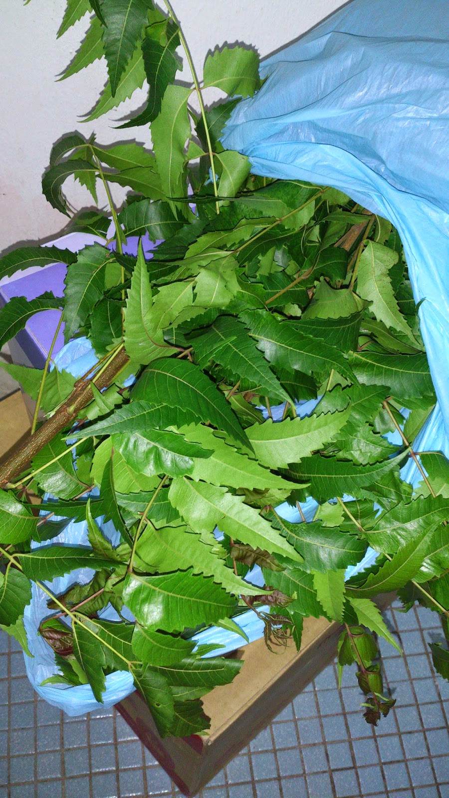 Aduhai Adinda: Kelapa dan semambu ubat chicken pox