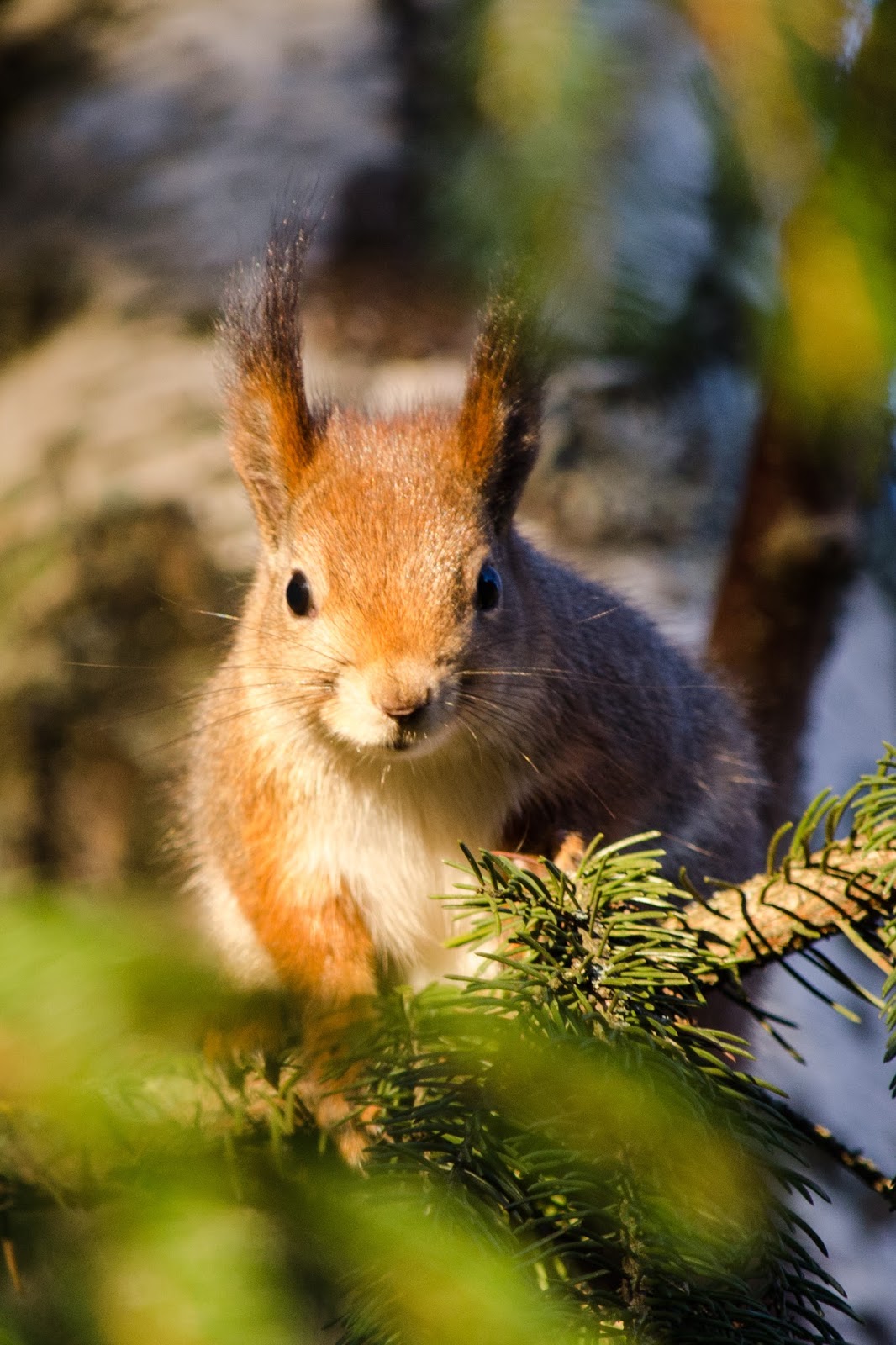 Looduspildid: Orav, Sciurus vulgaris, Squirrel