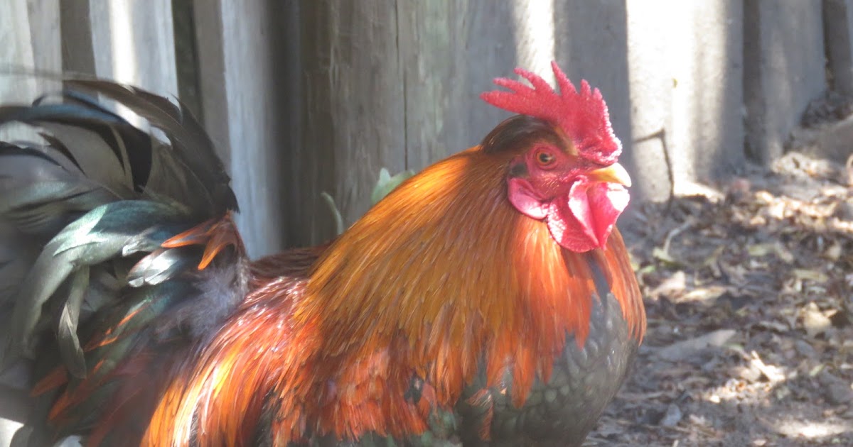 Bird & Travel Photos, Birding Sites, Bird Information: COLORFUL ROOSTER ...