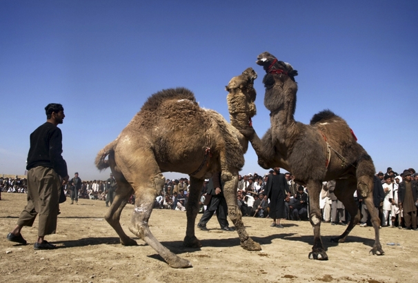 Funny Pics: Camel Fighting Pics