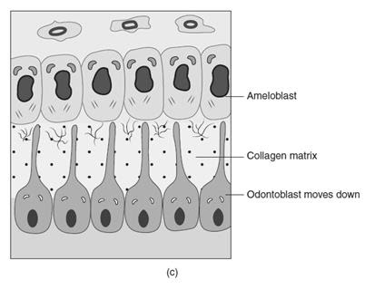 Dentin 1 (dentin structure) l Oral histology and biology MCQs for ...