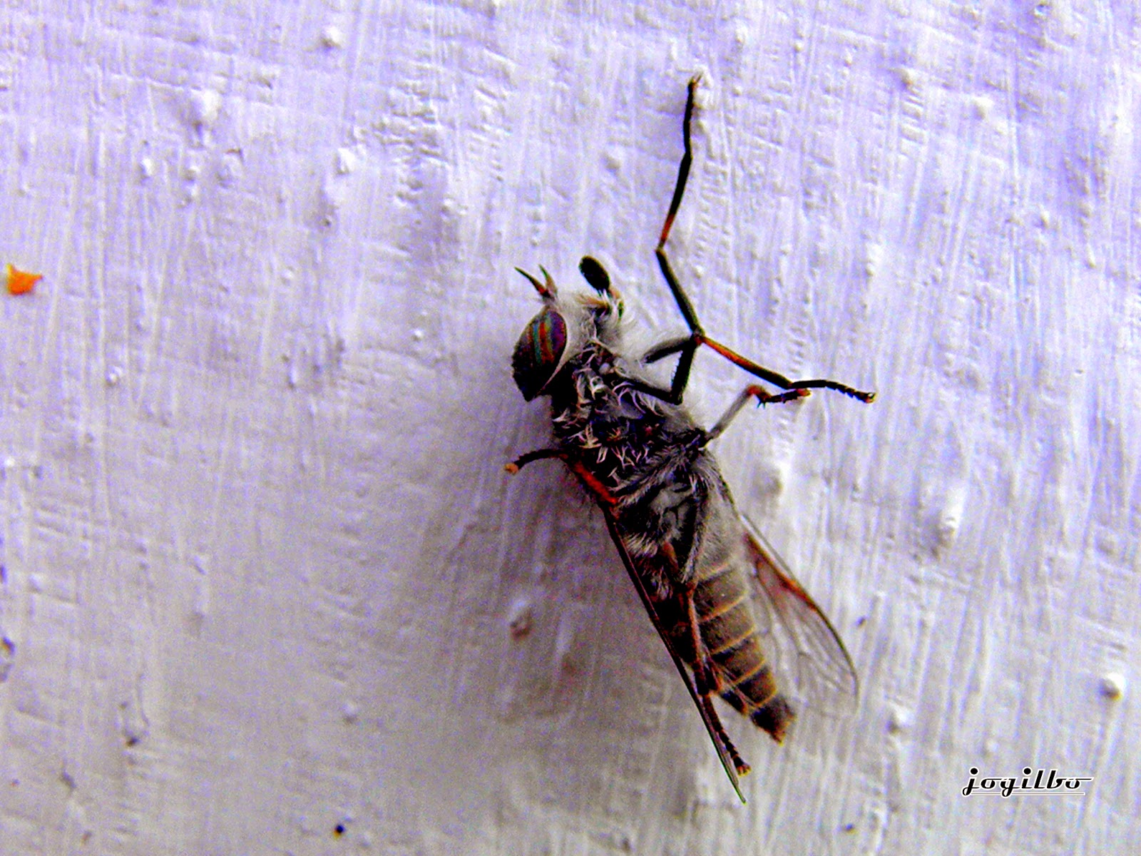 benquerer: Mosca-de-cavalo (mutuca, moscardo ou tavão)