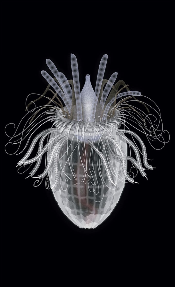 Mindblowing Planet Earth: Incredible Creatures Actually Exist on our Planet