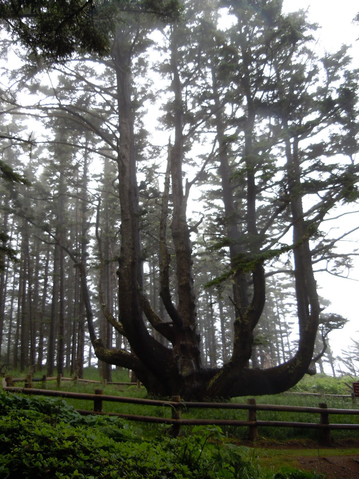 A Tree Lined Street: Coastal Inspiration: Oregon Coast