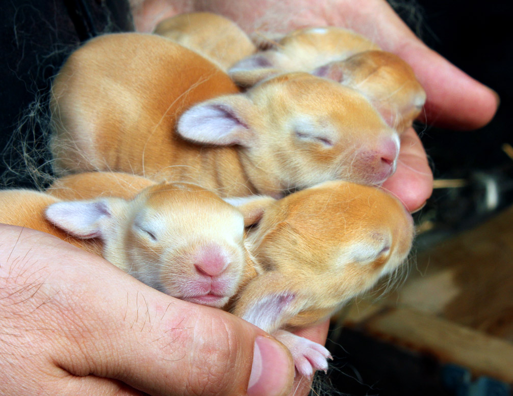 Hillside Homestead: Awash in a sea of baby rabbits.