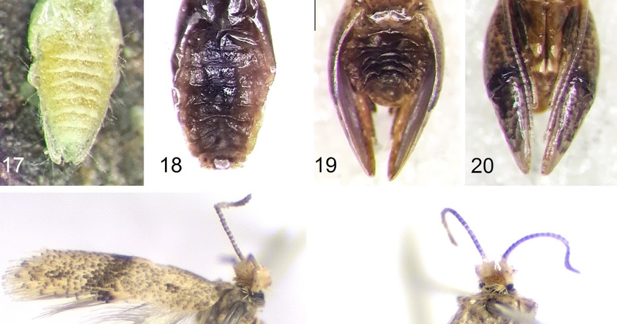 Species New to Science: [Entomology • 2019] Hesperolyra guajavifoliae ...