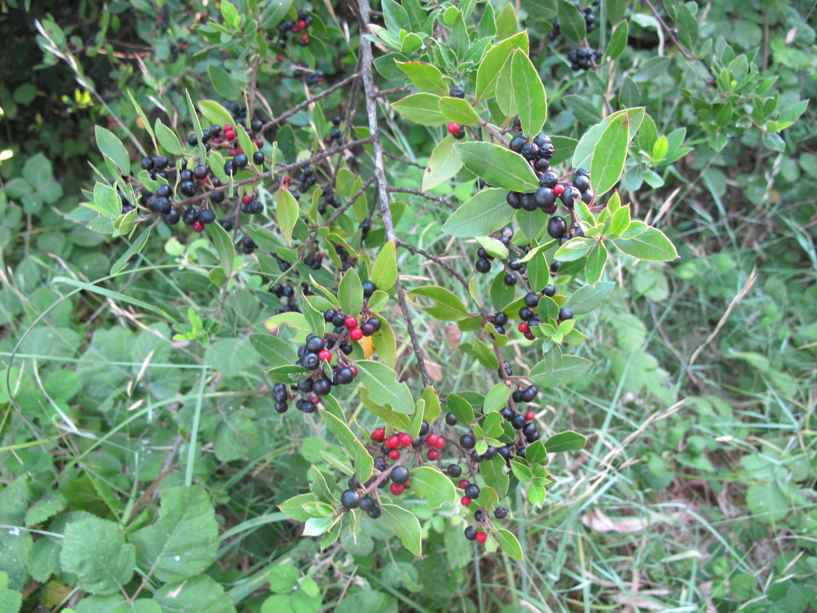 FLORA NEL SALENTO e.. anche altrove: Rhamnus alaternus L. - Rhamnaceae ...