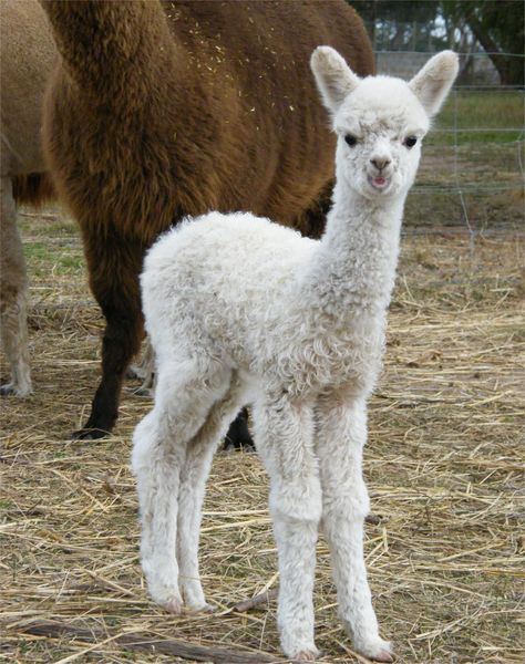 2 Alpaca, Peru: Baby Alpaca