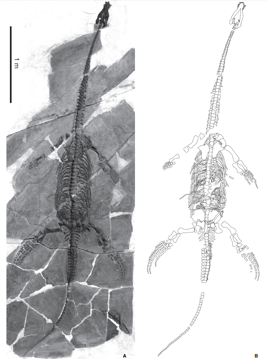 The Dragon's Tales: Yunguisaurus: a new Specimen of the Ladinian ...