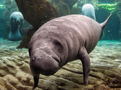 FOSSIL HUNTRESS: MANATEE: PLEISTOCENE TEXANS