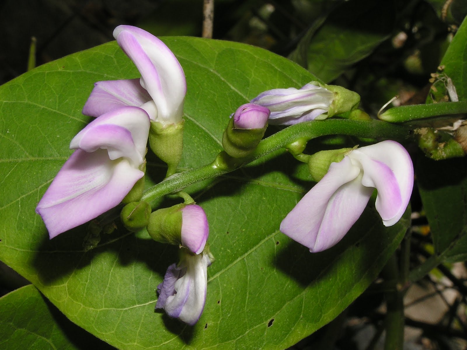 John Starnes' Urban Farm: African Jack Bean: Canavalia ensiformis