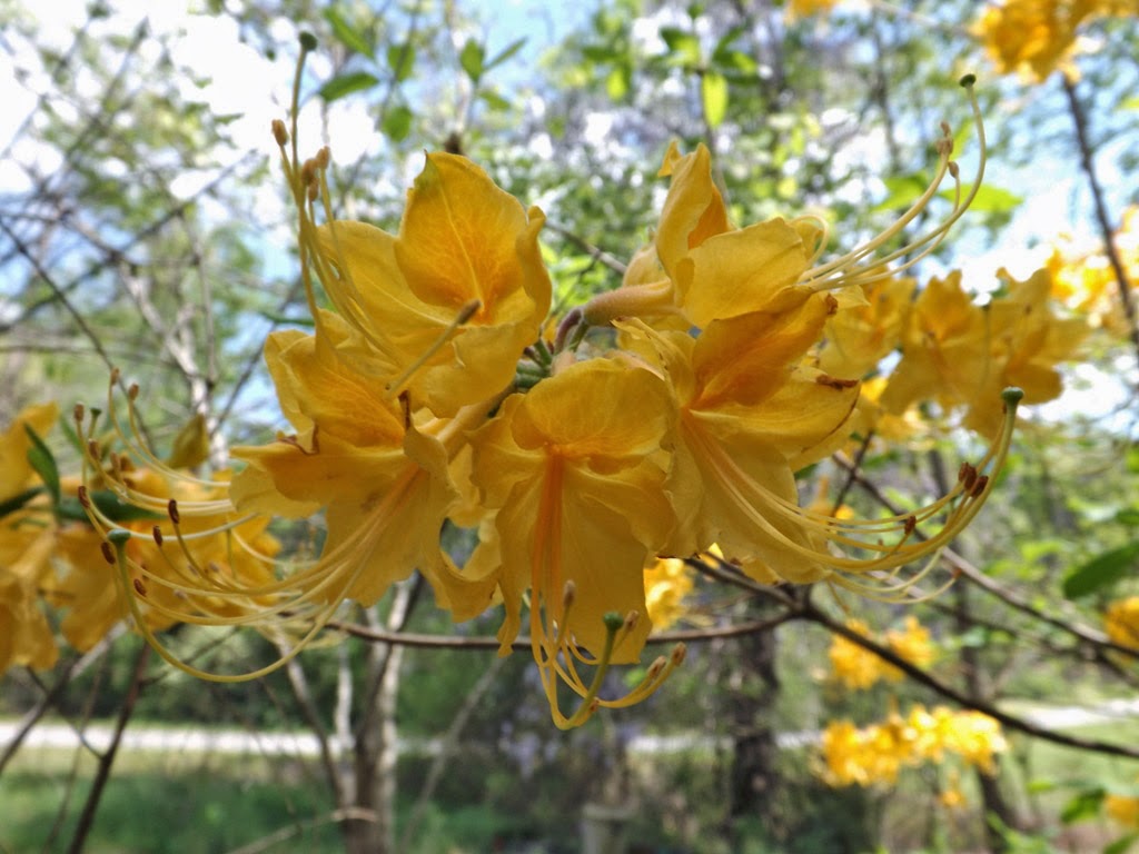 MARIETTE'S BACK TO BASICS: {Our Admiral Semmes Confederate Series Azaleas}