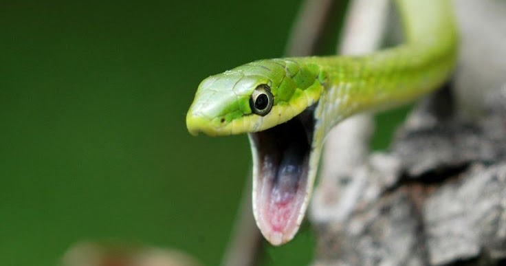 Interesting facts about Smooth green snake