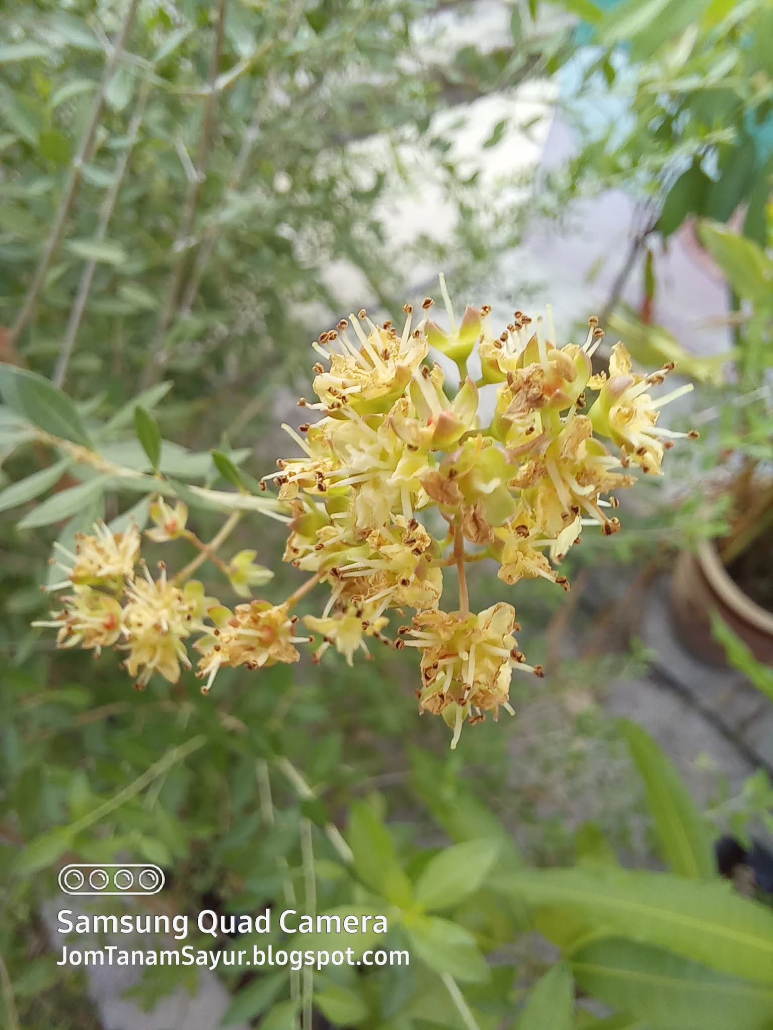 Jom Tanam Sayur ( JTS ) : Bunga Pokok Inai | Henna Flower | Lawsonia ...