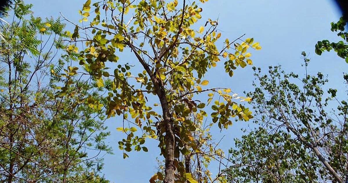 Medicinal Plants: Stereospermum tetragonum Stereospermum colais ...