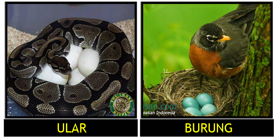 Panitia Sains Al-Amin Bangi: TOPIK TAHUN 5: PROSES HIDUP HAIWAN