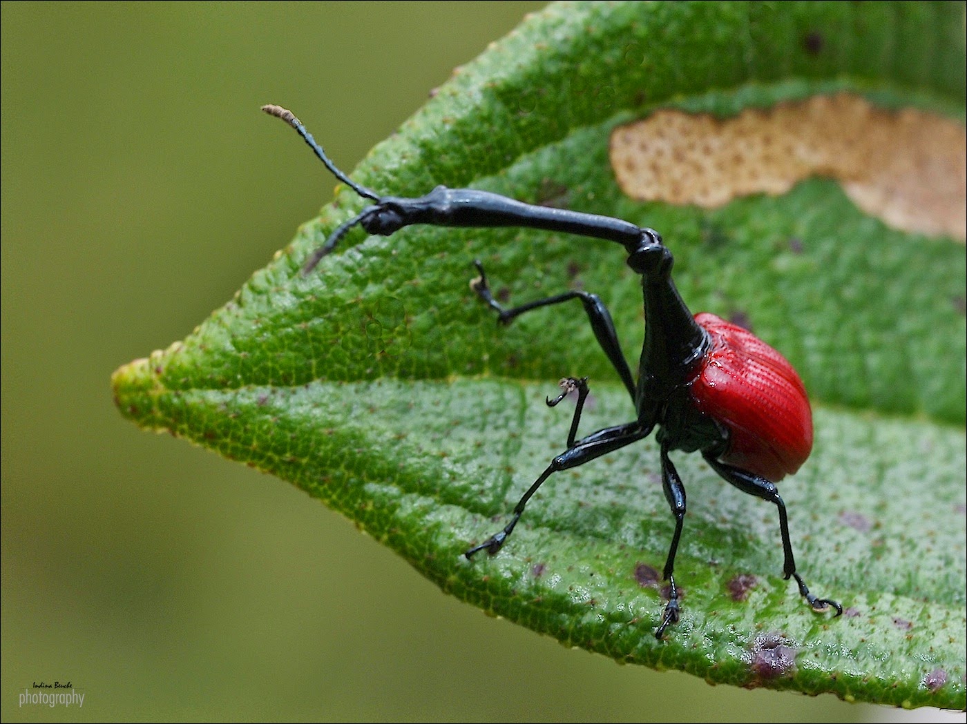 Animales curiosos por el mundo: INSECTOS RAROS Y ASOMBROSOS (1ª entrega)