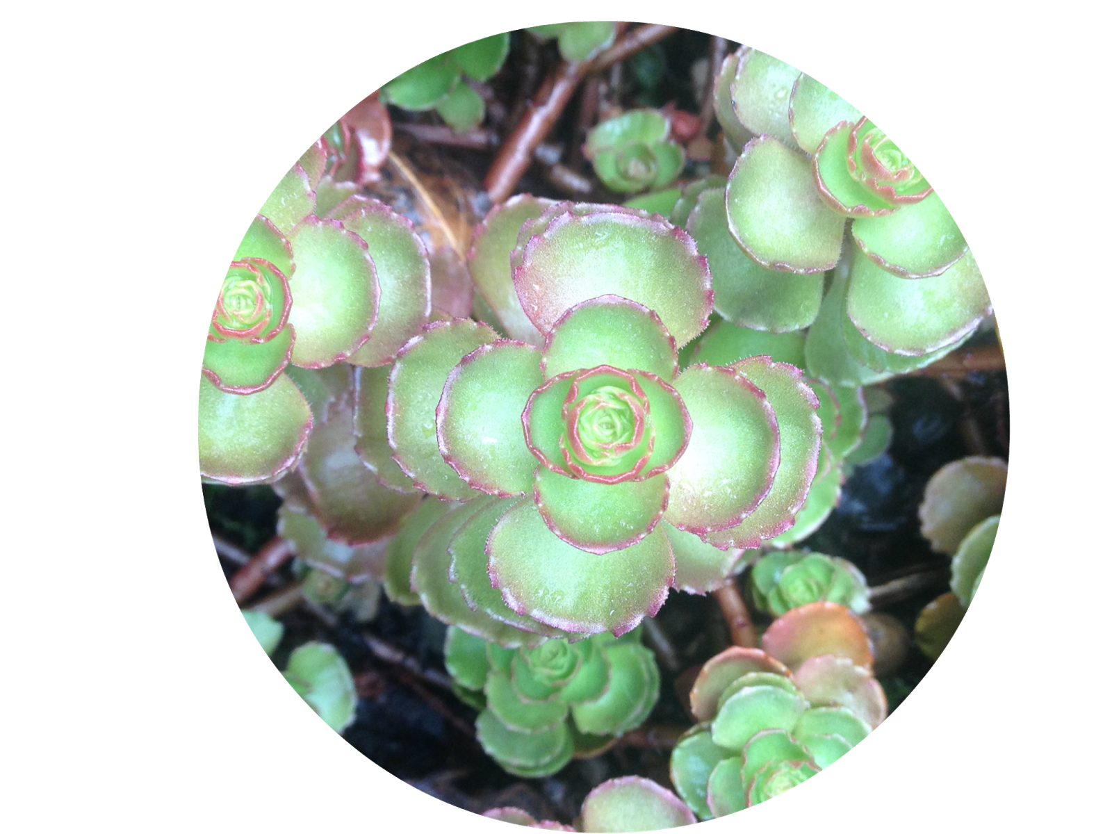 Seeing Patterns in Nature