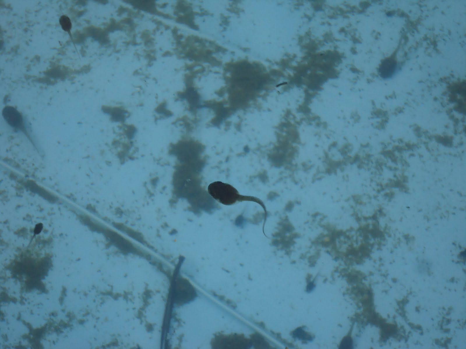 How I Experience Earth: Tadpole Pool