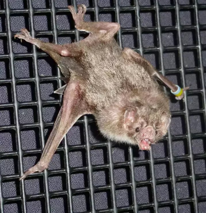 Facts Stranger Than Fiction: Interesting Facts About Bats