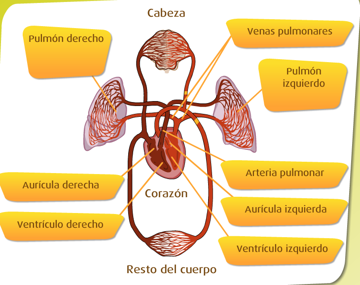 BLOC de 6é A: Coneixement del Medi-3r TRIMESTRE 6é
