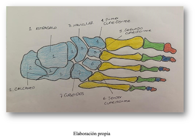 CONCEPTUALIZACION ANATOMICA : TIPOS DE HUESOS Y ARTICULACIONES