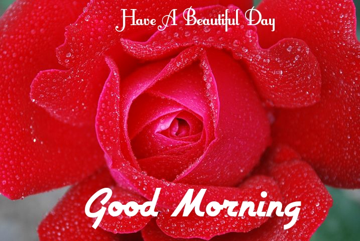 Top 10 Good Morning Ji Images greeting Pictures,Photos for Whatsapp ...