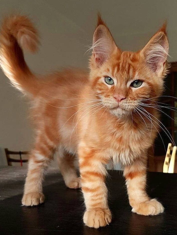 As vantagens em ter um gato