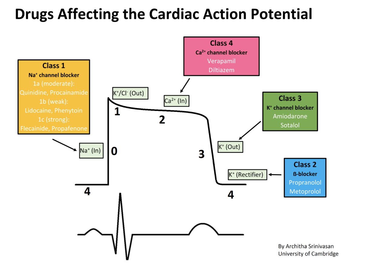 Tutor's Notes: general, cardiovascular, respiratory and renal ...