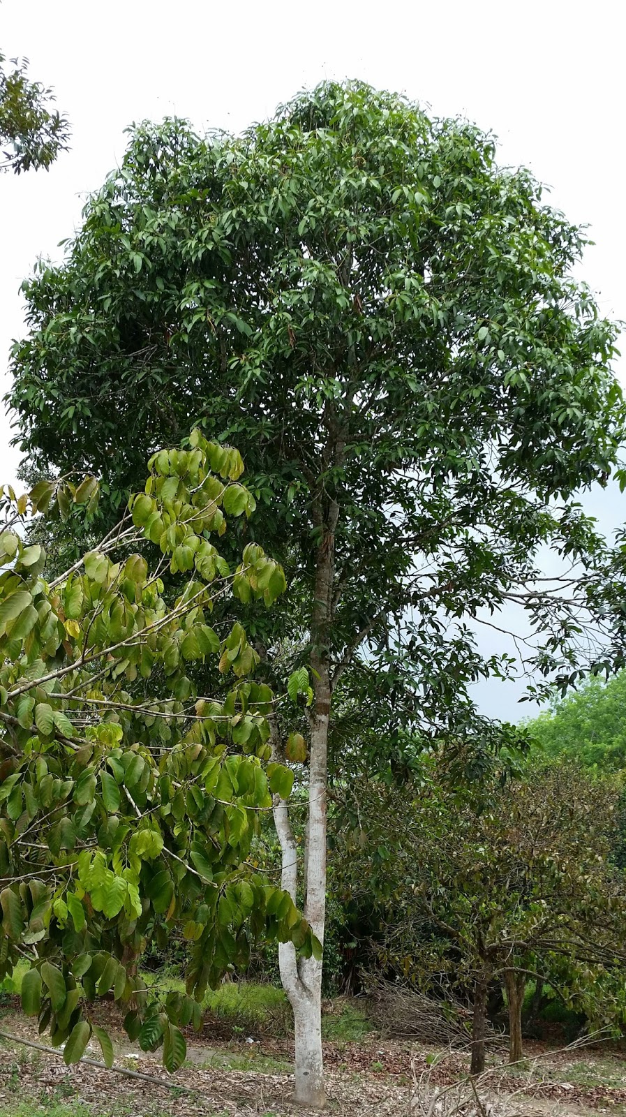 Warisan Petani: Tanaman Kuini vs Mangga.