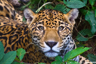 Barro Jaguar A. C.: Maravillosos animales de Oaxaca