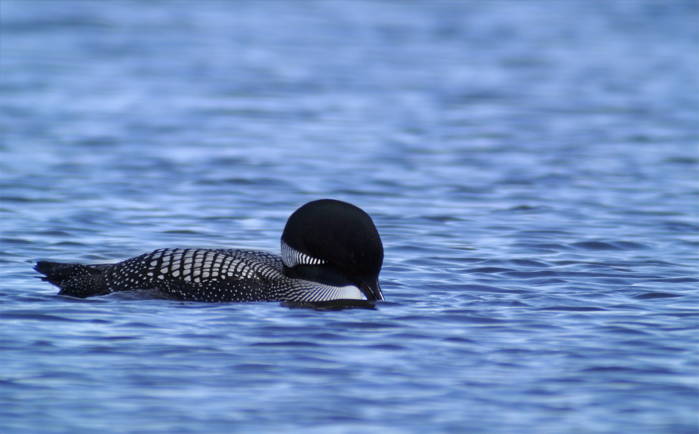 Máistir Nádúraí: The Moon and the Loons