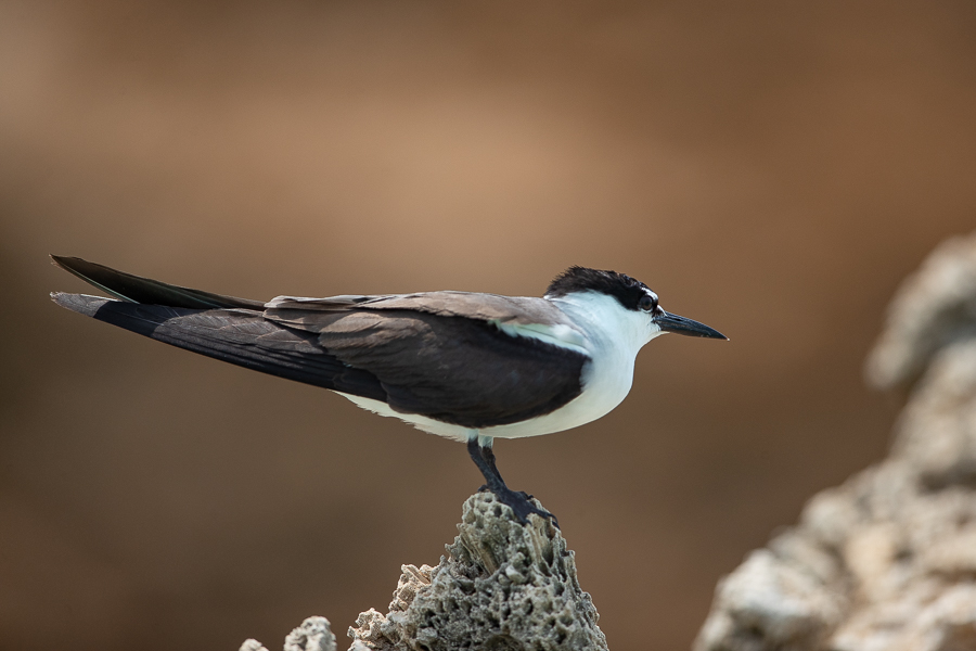 Birds of Saudi Arabia: Bridled Tern - Farasan Islands