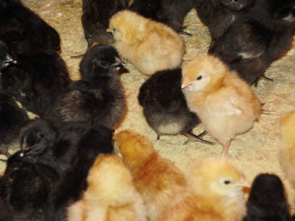 EL MOLINO -Forrajes y Alimentos Balanceados-: 2014-06-22