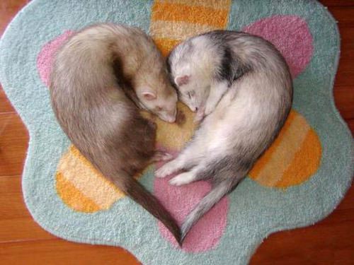 Funny And Cute Ferrets 2013 | Funny Animals