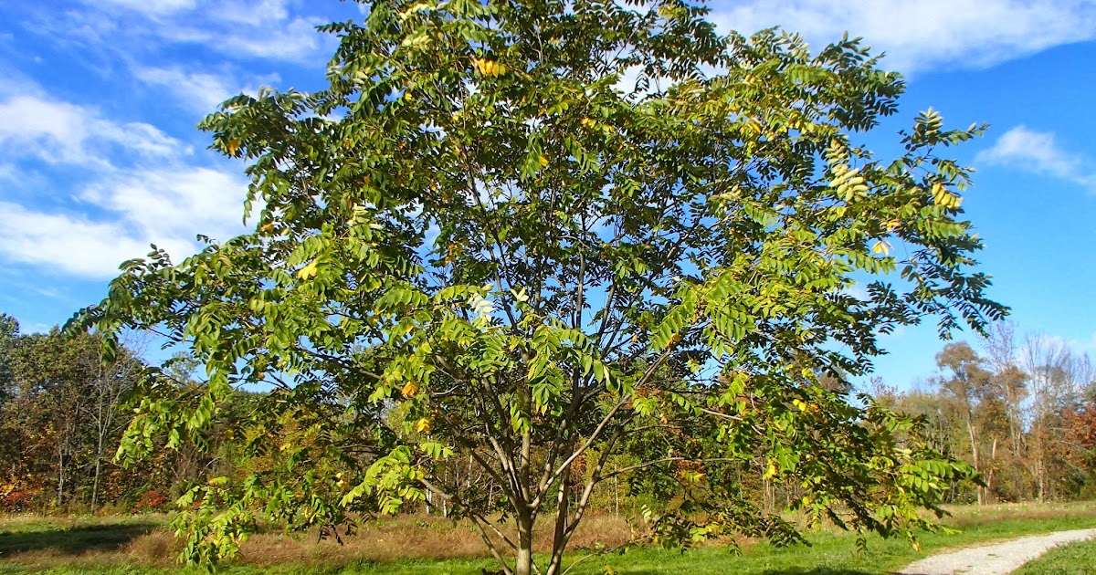 Ridge Berry Farm: The Butternut Tree