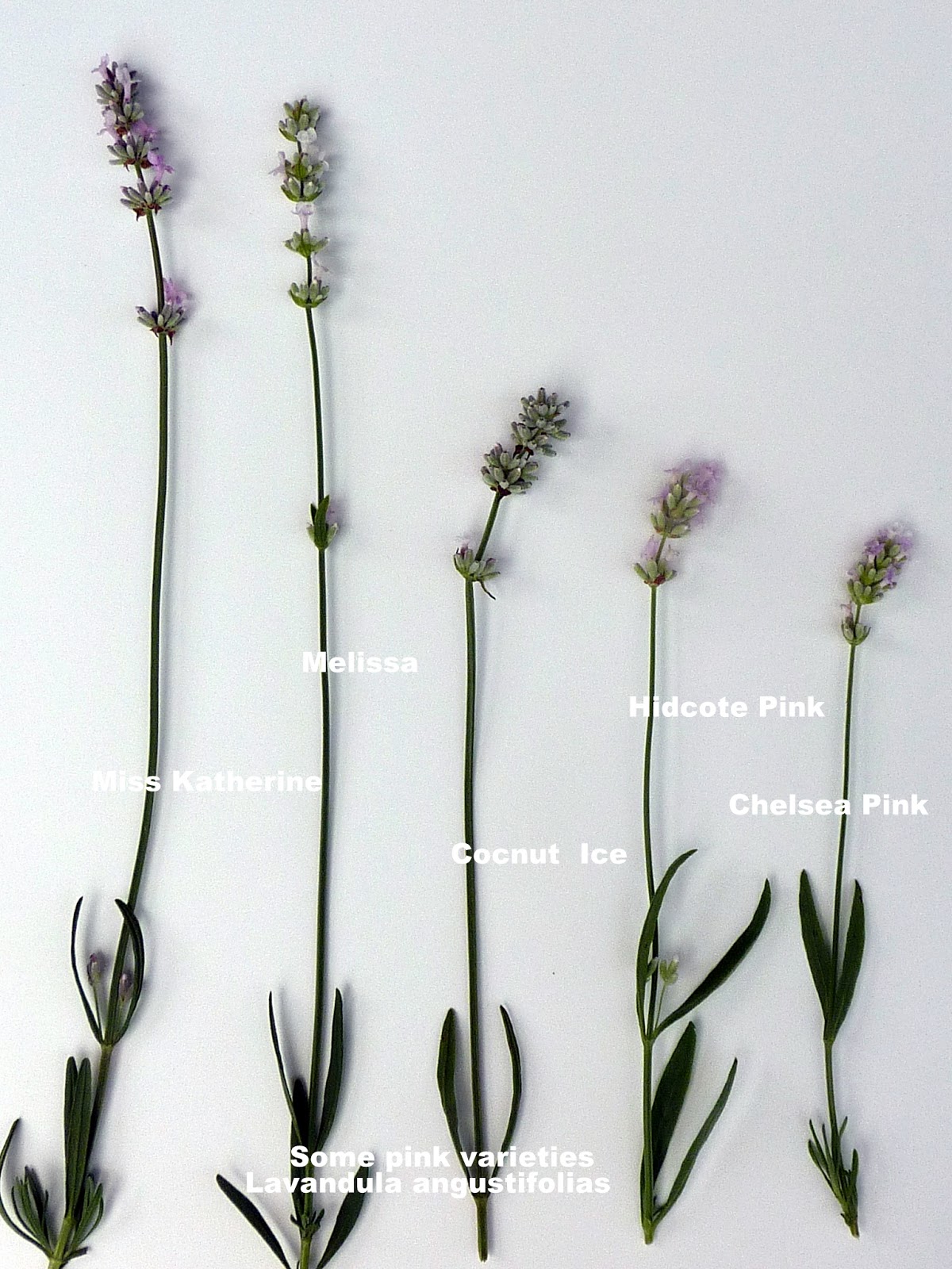 Lavandula Angustifolia Jean Davis