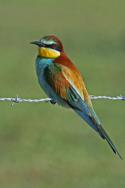 View from the Cape: Champions of the Flyway