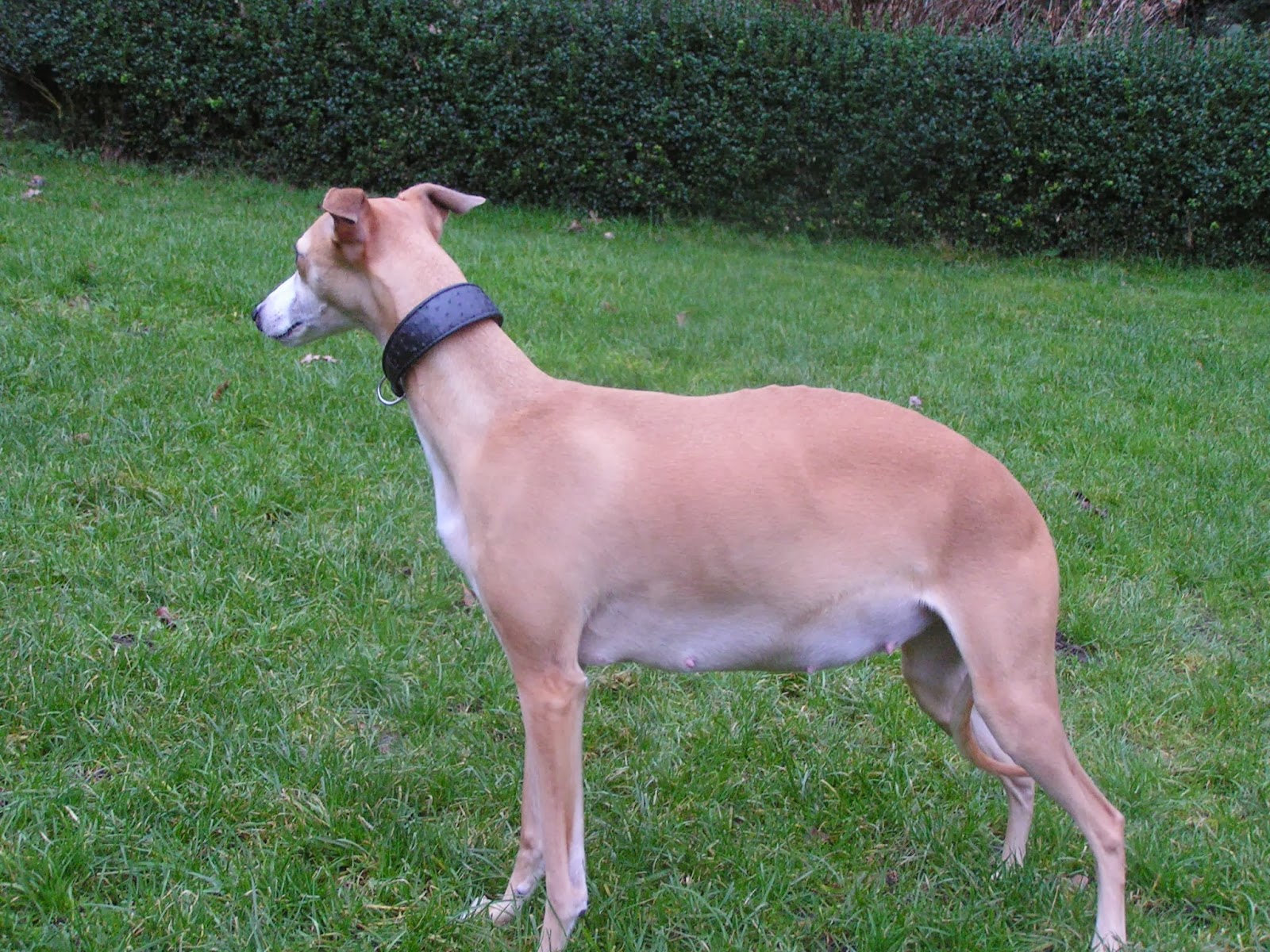 Whippets High on Emotion: Noch einige Tage.......