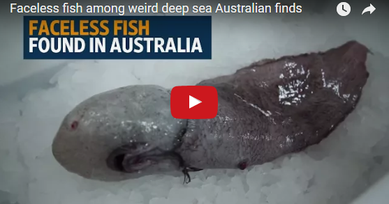 MFS VIRAL VIDS-2: Faceless fish among weird deep sea Australian finds